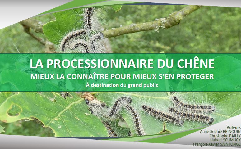 La processionnaire du chêne | DRAAF Nouvelle-Aquitaine