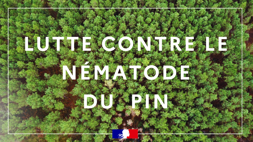 Nématode du pin : le préfet de la région Nouvelle-Aquitaine met en ...