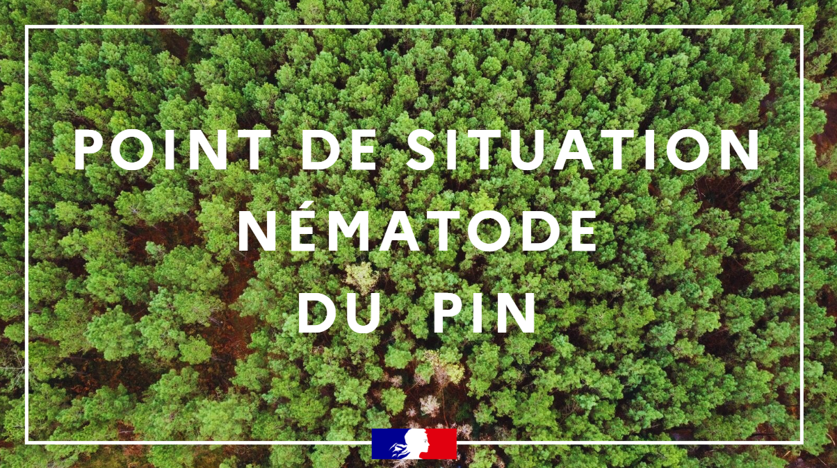 Point de situation concernant la lutte contre le nématode du pin au 17 ...